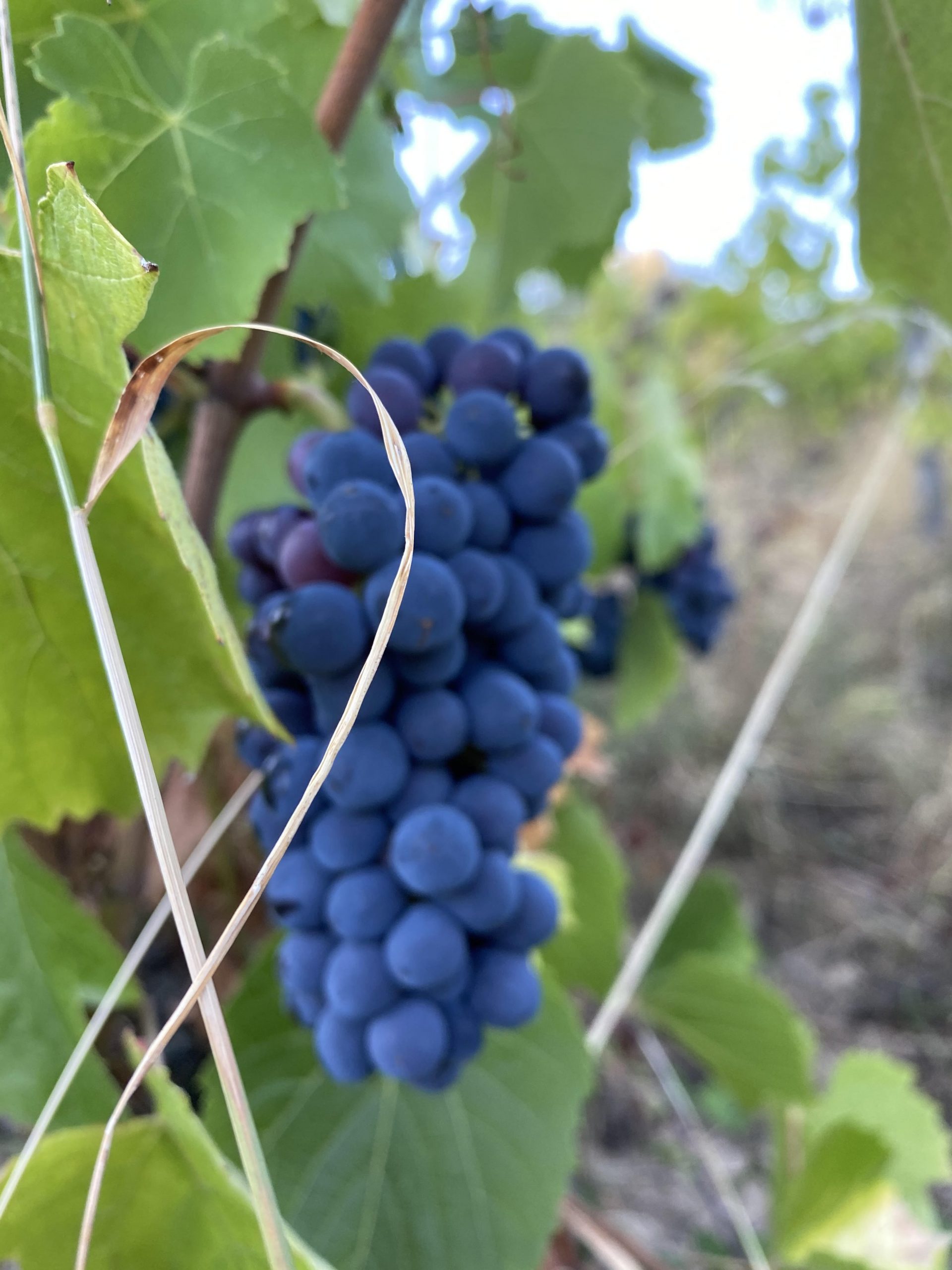 page de test pour voir les possibilités - Vin Méthode Nature - Vin ...